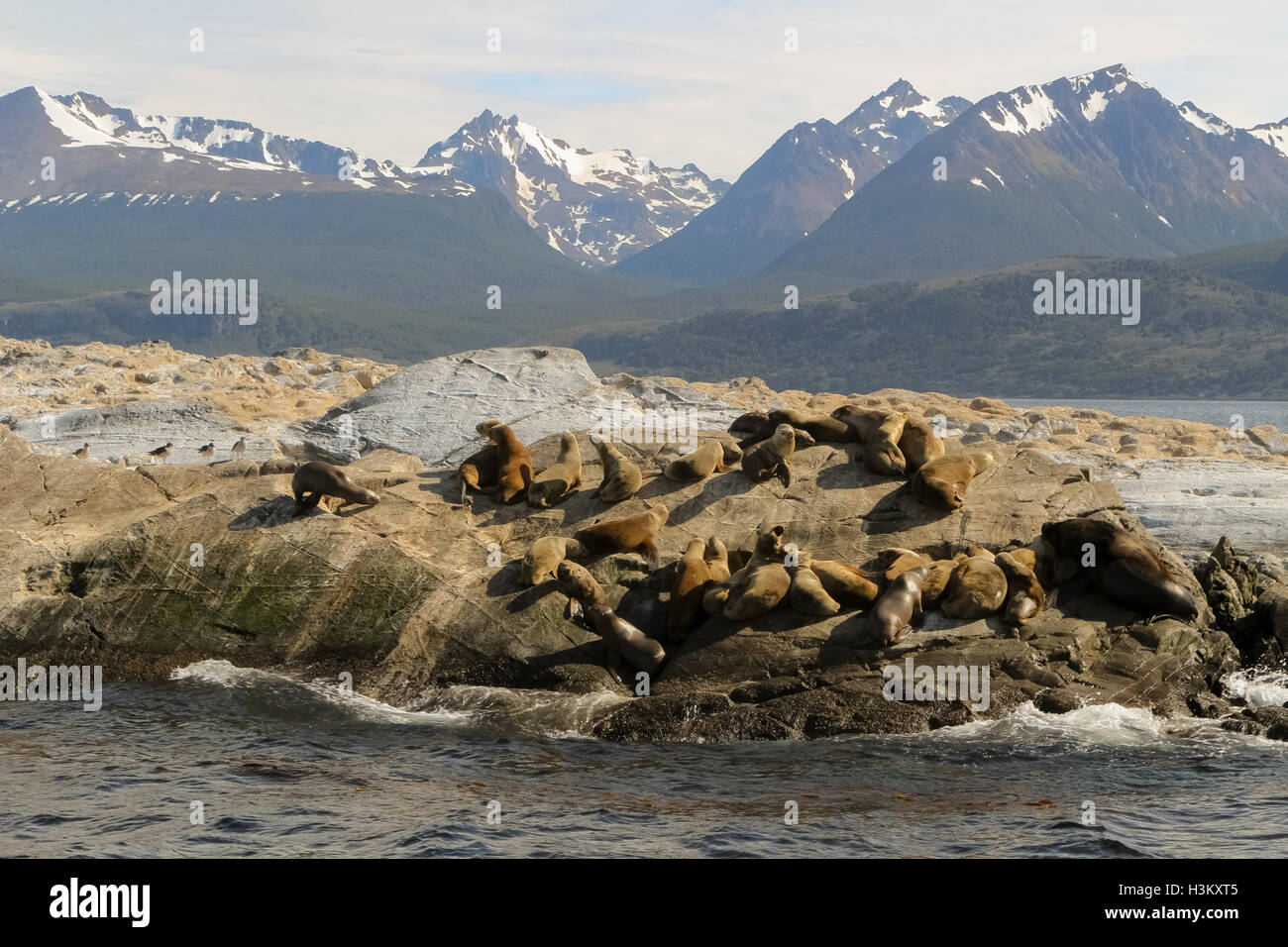 A group of Patagonian sea lions (Otaria flavescens) sunbathing in the ...