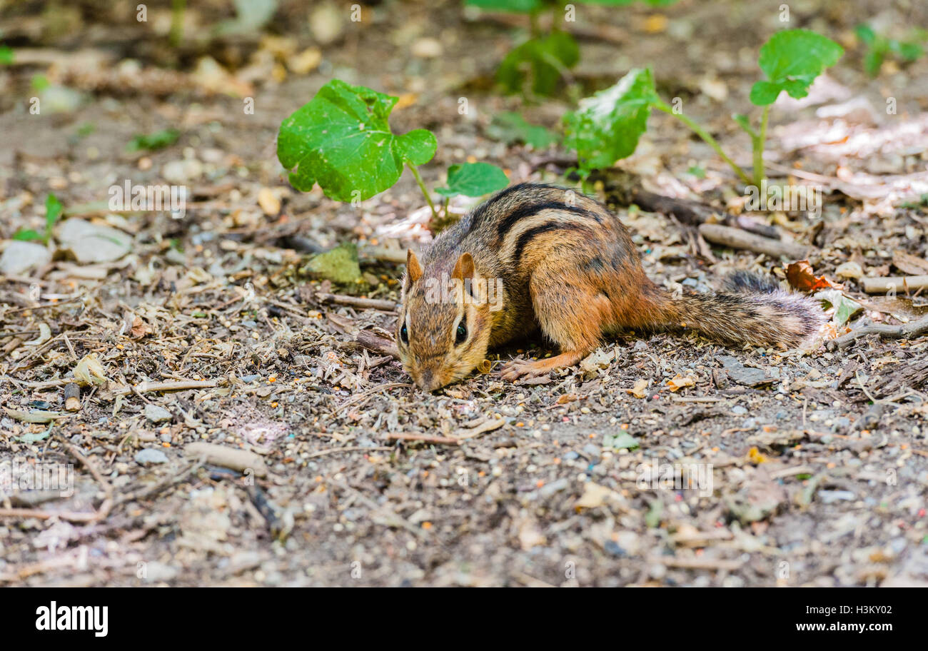Chipmunk species hi-res stock photography and images - Alamy
