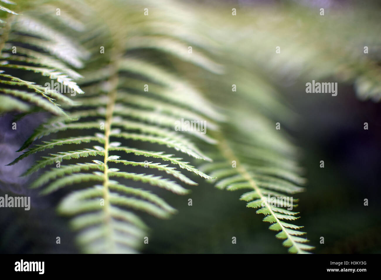 Soft effect hi-res stock photography and images - Alamy