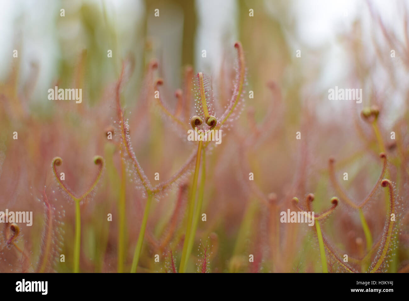 Dewy Pine or Portuguese Sundew Family: Drosophyllaceae Genus ...