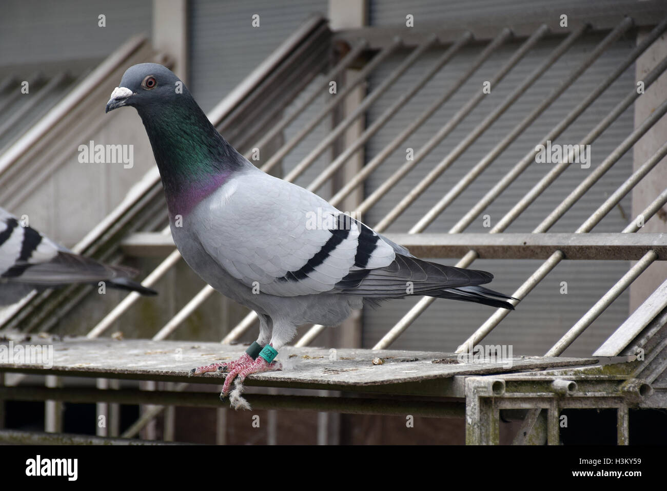 Homing pigeon hi-res stock photography and images - Alamy