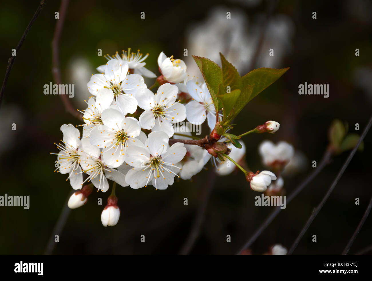 Flowering fruit trees in spring Stock Photo - Alamy
