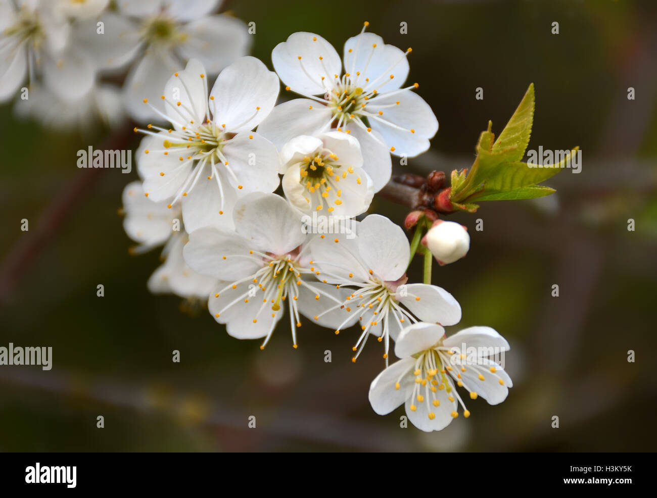 Flowering fruit trees Stock Photo - Alamy