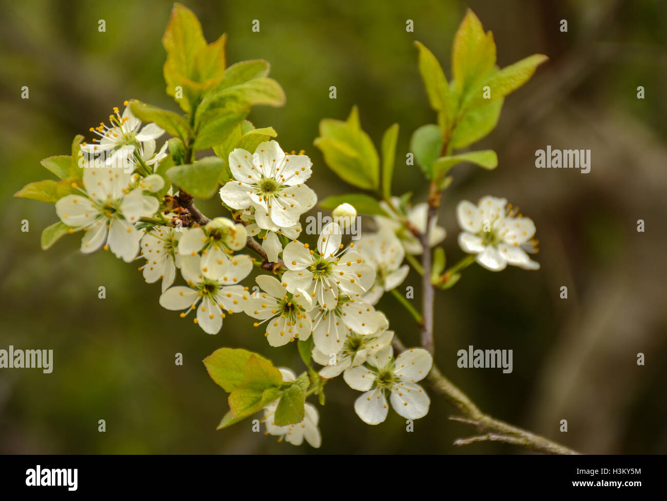 Flowering fruit trees in spring Stock Photo - Alamy