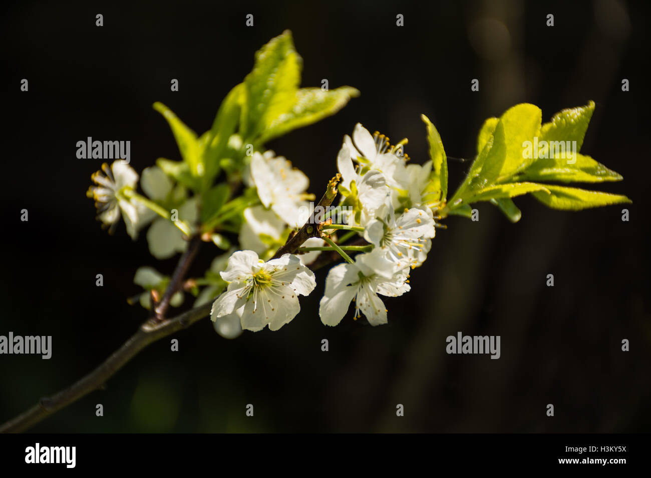 Flowering fruit trees in spring Stock Photo - Alamy