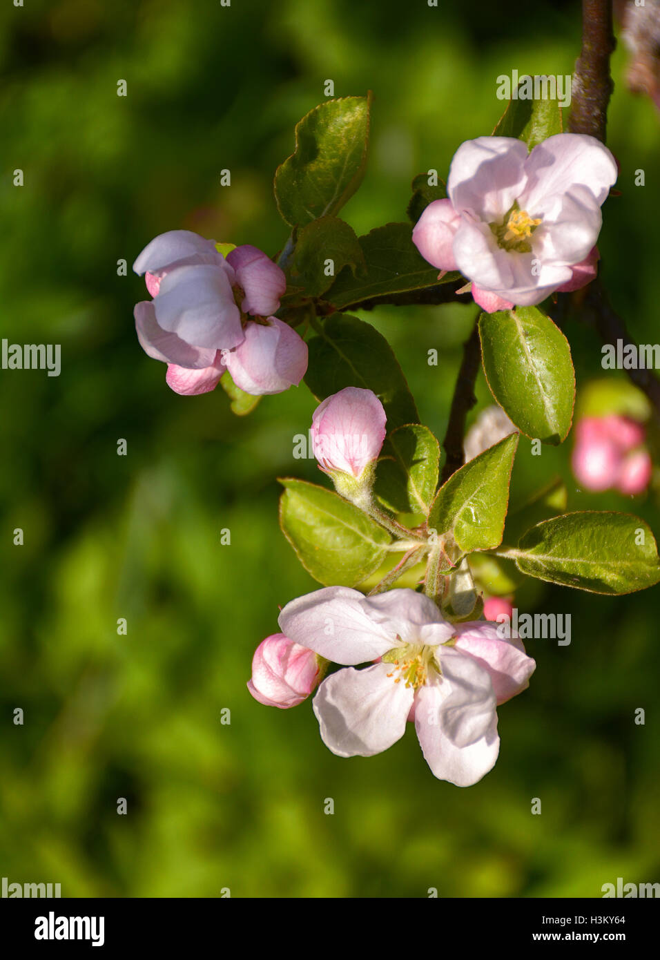 Flowering fruit trees in spring Stock Photo - Alamy
