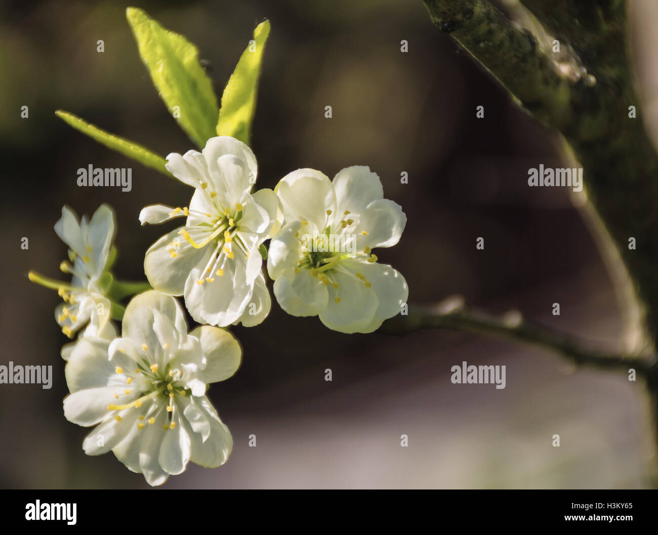 Flowering fruit trees in spring Stock Photo - Alamy
