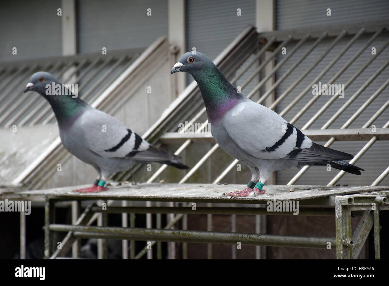 Messenger pigeon hi-res stock photography and images - Alamy