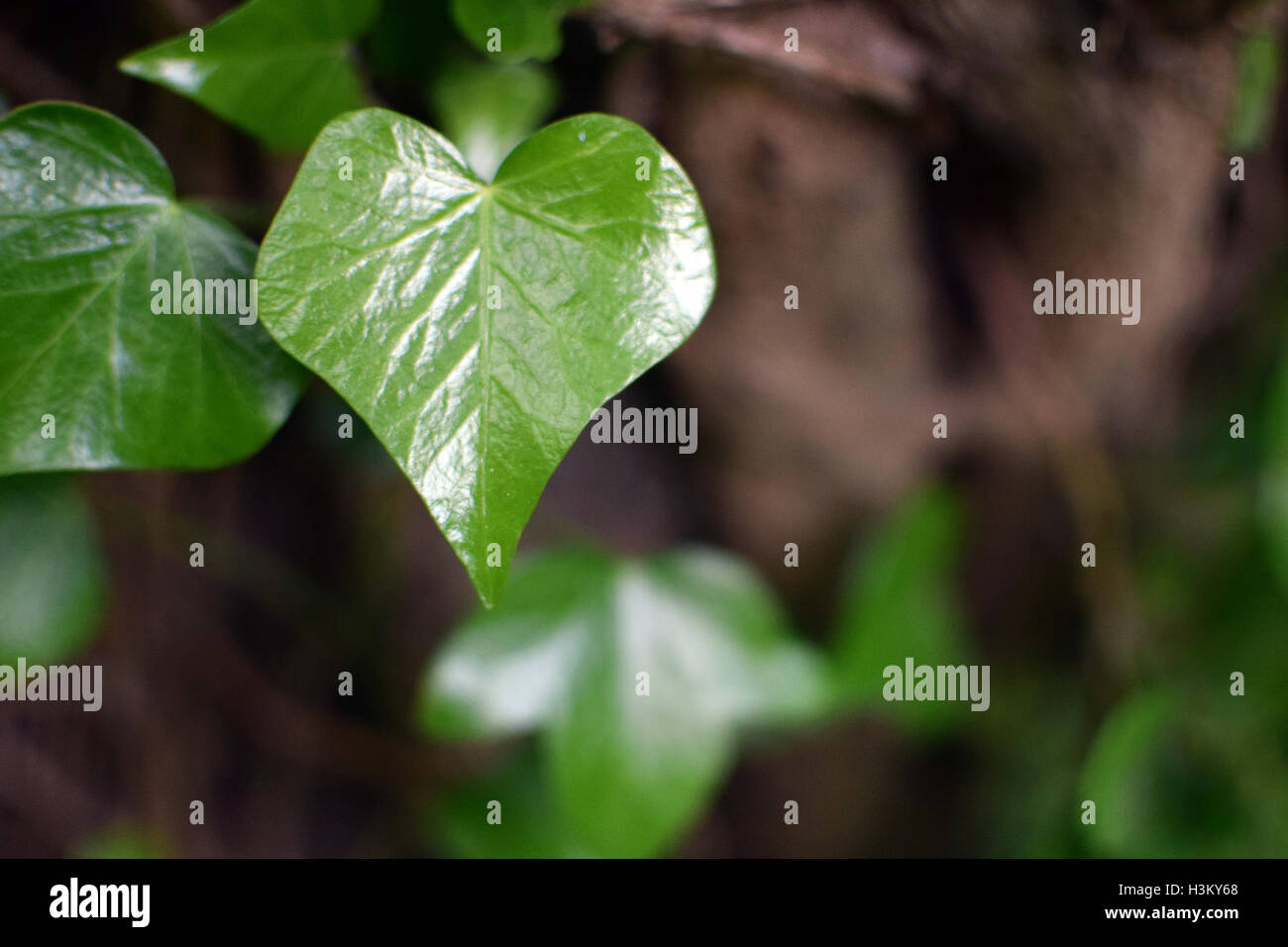 Ivy leaf hi-res stock photography and images - Alamy