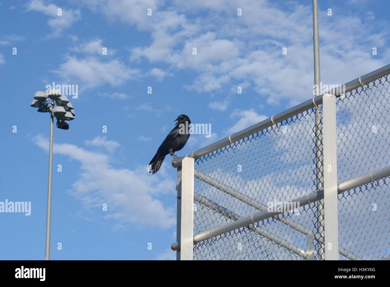 American crow sitting on fence hi-res stock photography and images - Alamy
