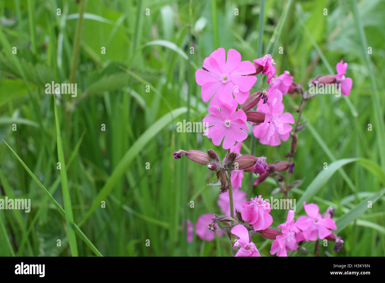 Pink campion plants hi-res stock photography and images - Alamy