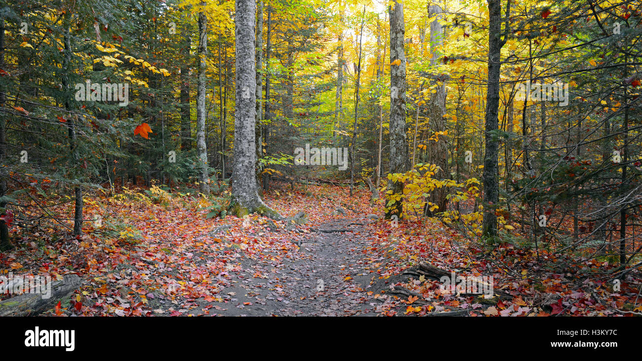 Fall colors, Autumn foliage with red, orange and yellow fall colors in ...