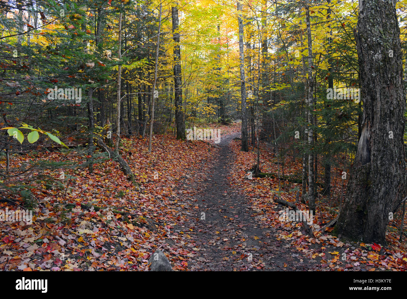 Fall colors, Autumn foliage with red, orange and yellow fall colors in ...