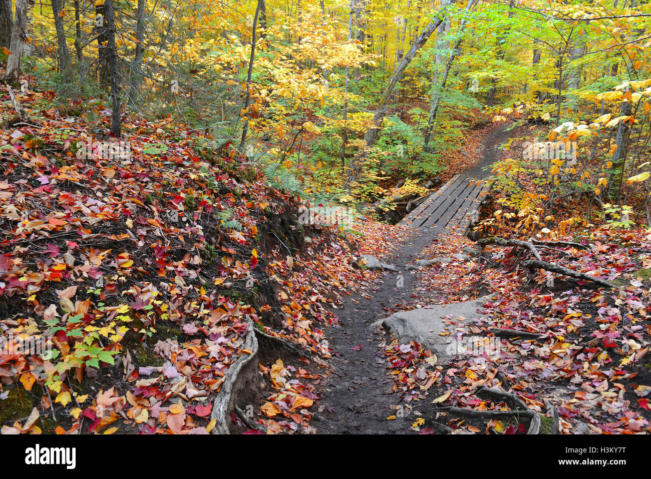 Fall colors, Autumn foliage with red, orange and yellow fall colors in ...