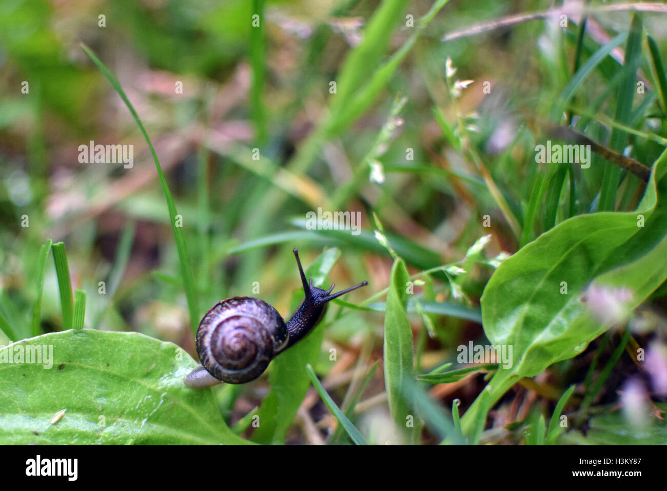 Snail outdoors hi-res stock photography and images - Alamy
