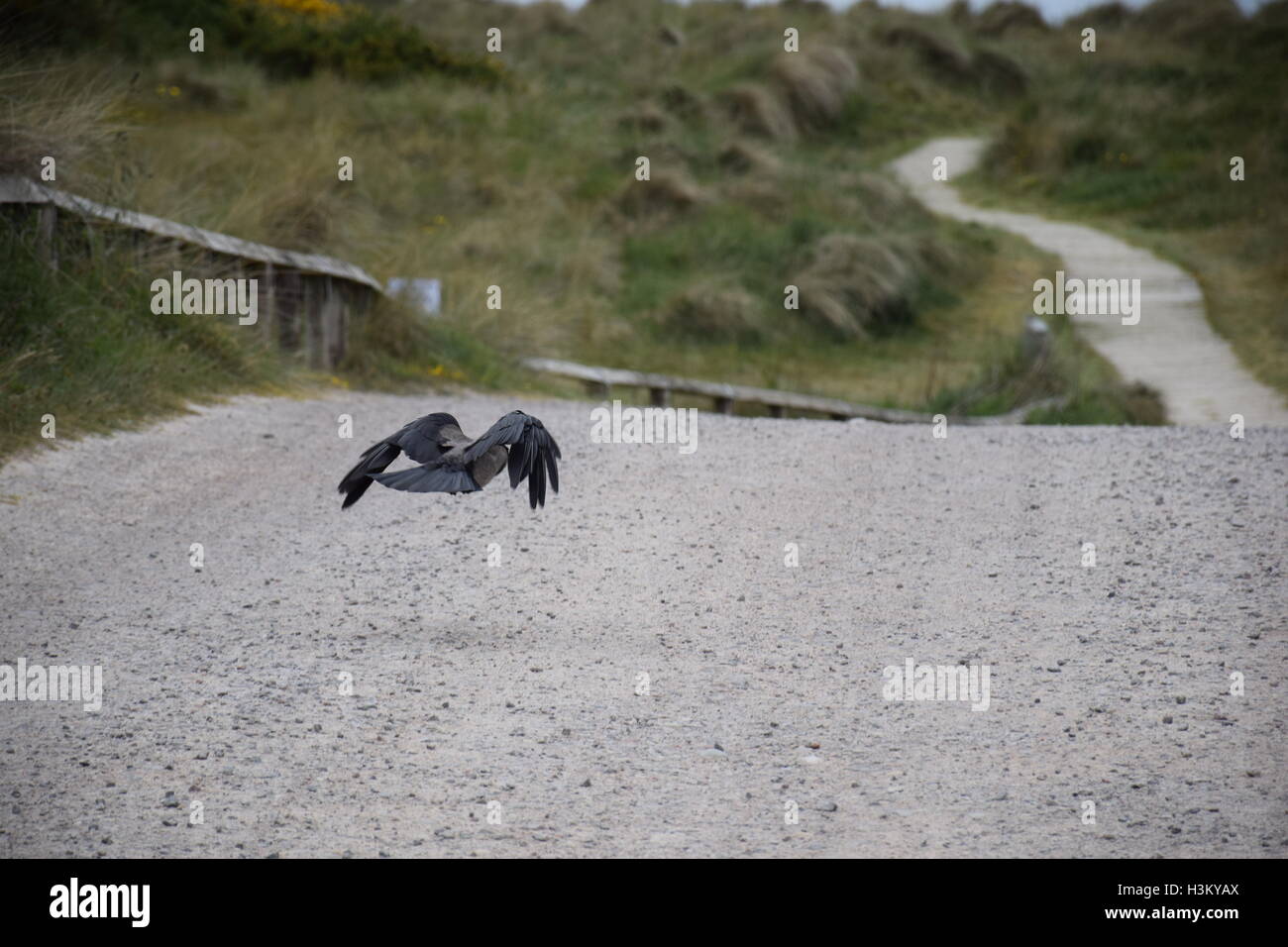 Bird flying low over path Stock Photo - Alamy
