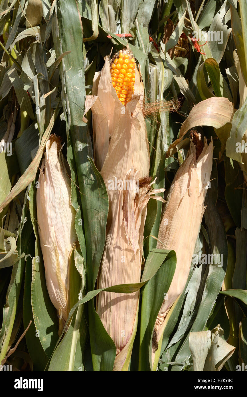 Autumn scene of green corn stalks with corn Stock Photo - Alamy
