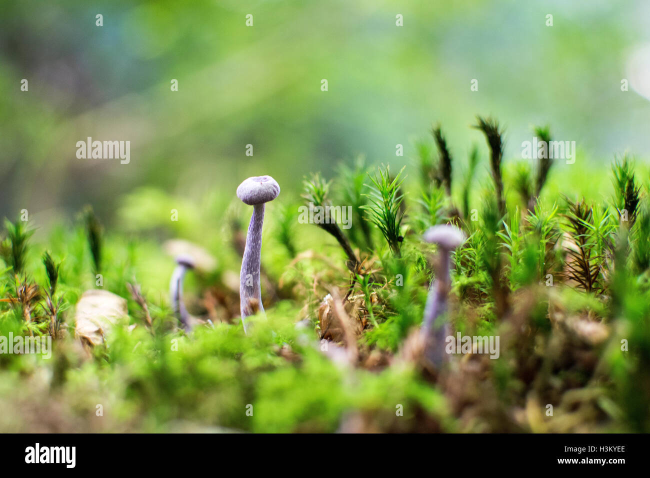 Ground growing fungi hi-res stock photography and images - Alamy