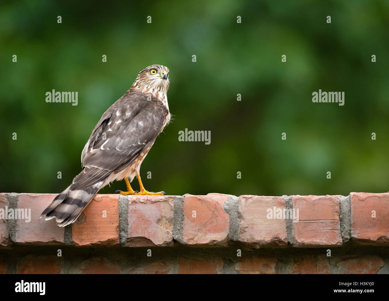 Immature Coopers Hawk standing on backyard brick fence Stock Photo - Alamy