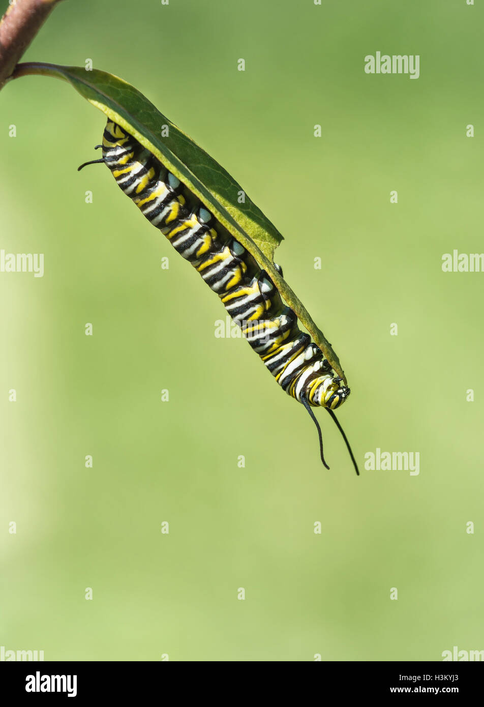 Monarch butterfly caterpillar feeding on garden milkweed Stock Photo ...