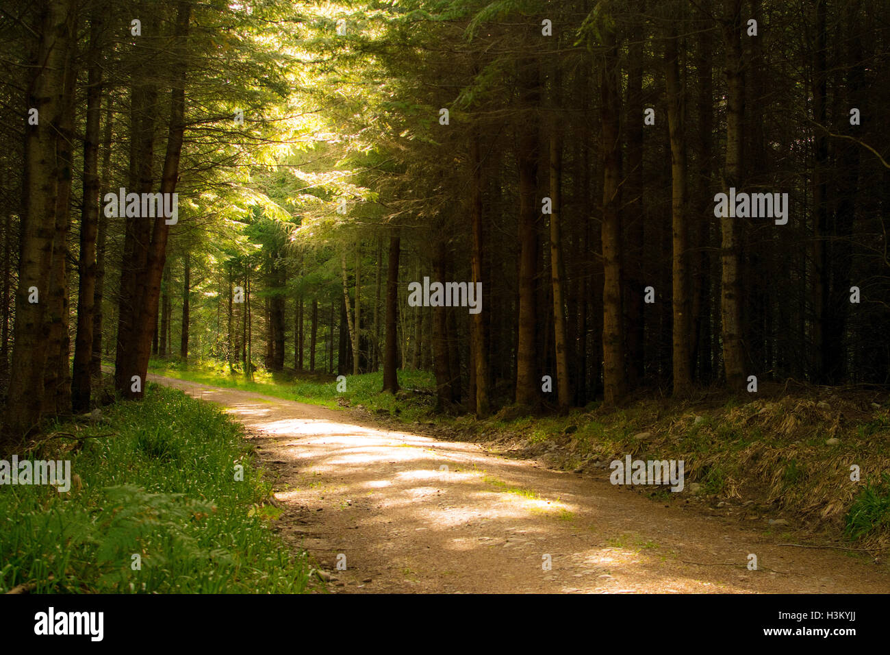Woodland walk path hi-res stock photography and images - Alamy