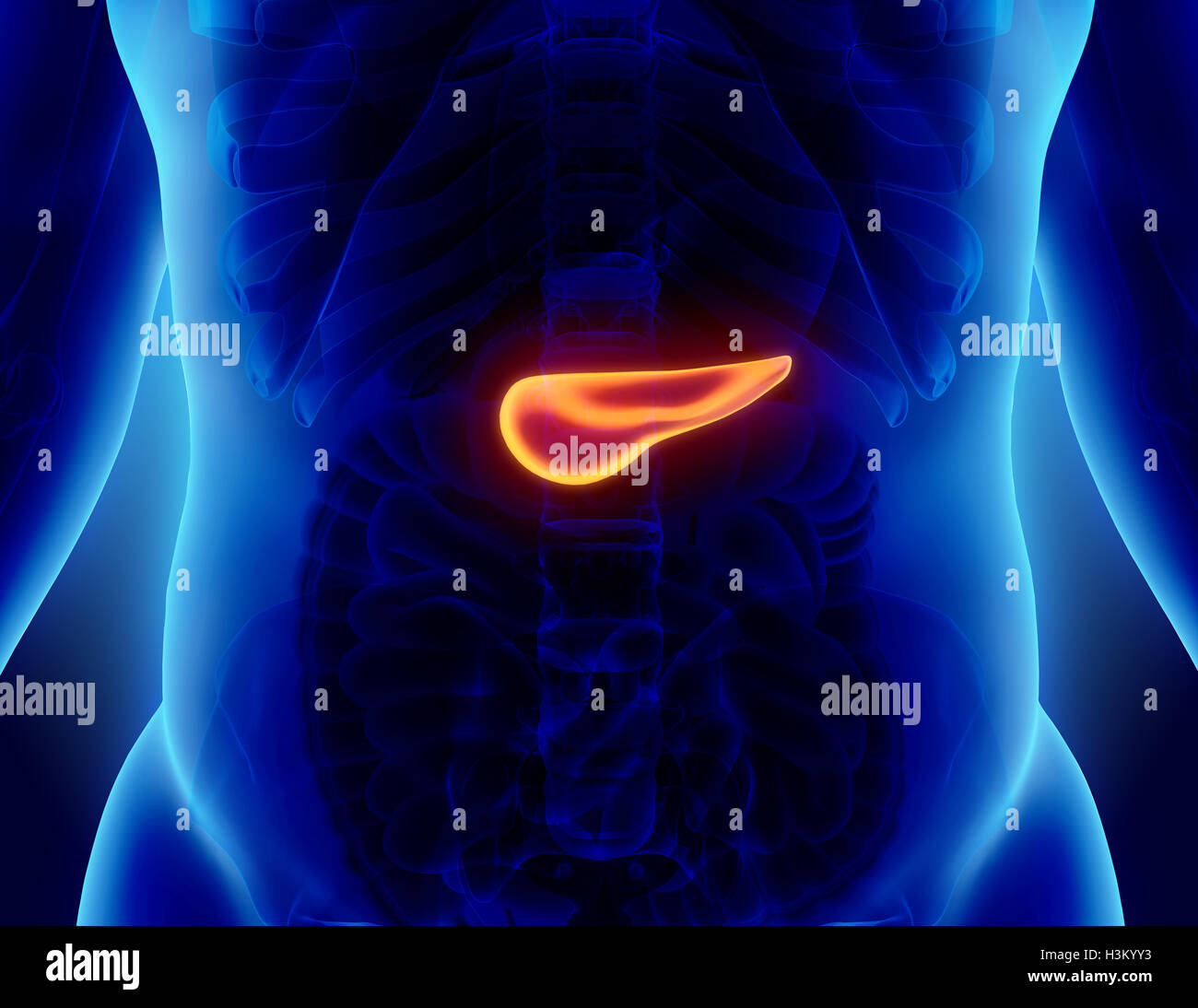 3D illustration of Pancreas - part of digestive system, medical concept ...