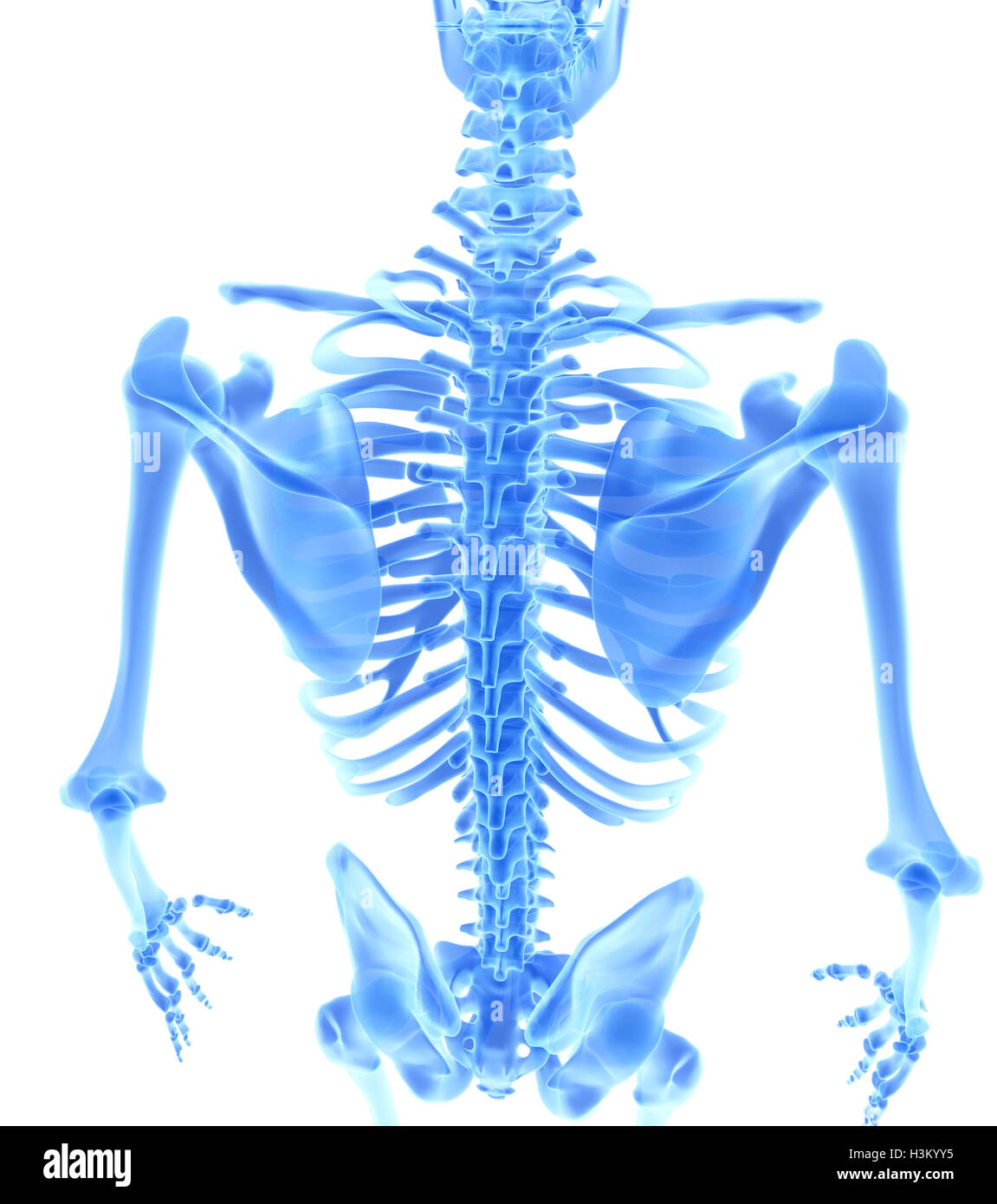 3D illustration of shiny blue skeleton system, medical concept Stock ...