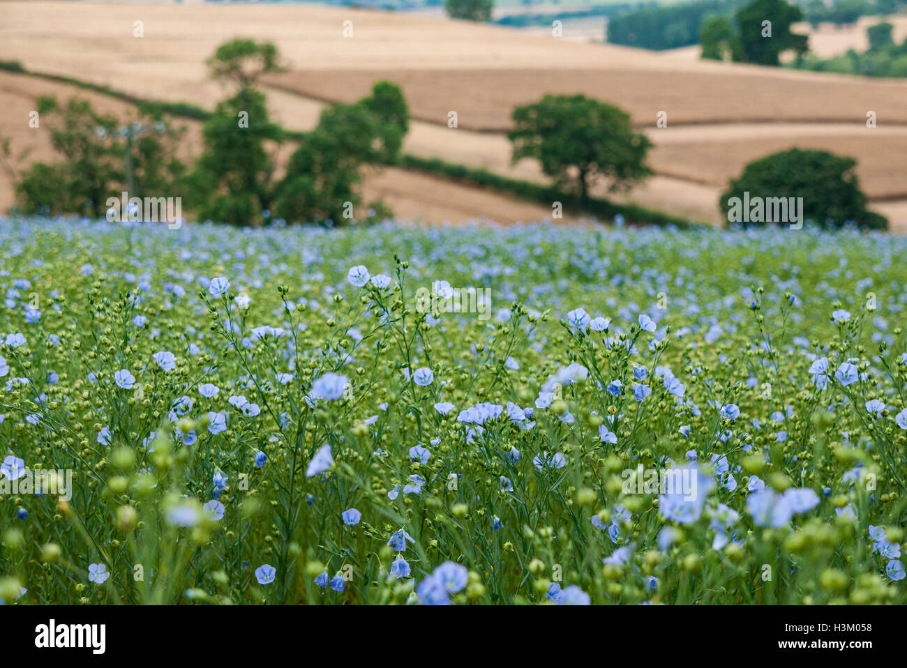 Flax (also known as common flax or linseed), Linum usitatissimum ...