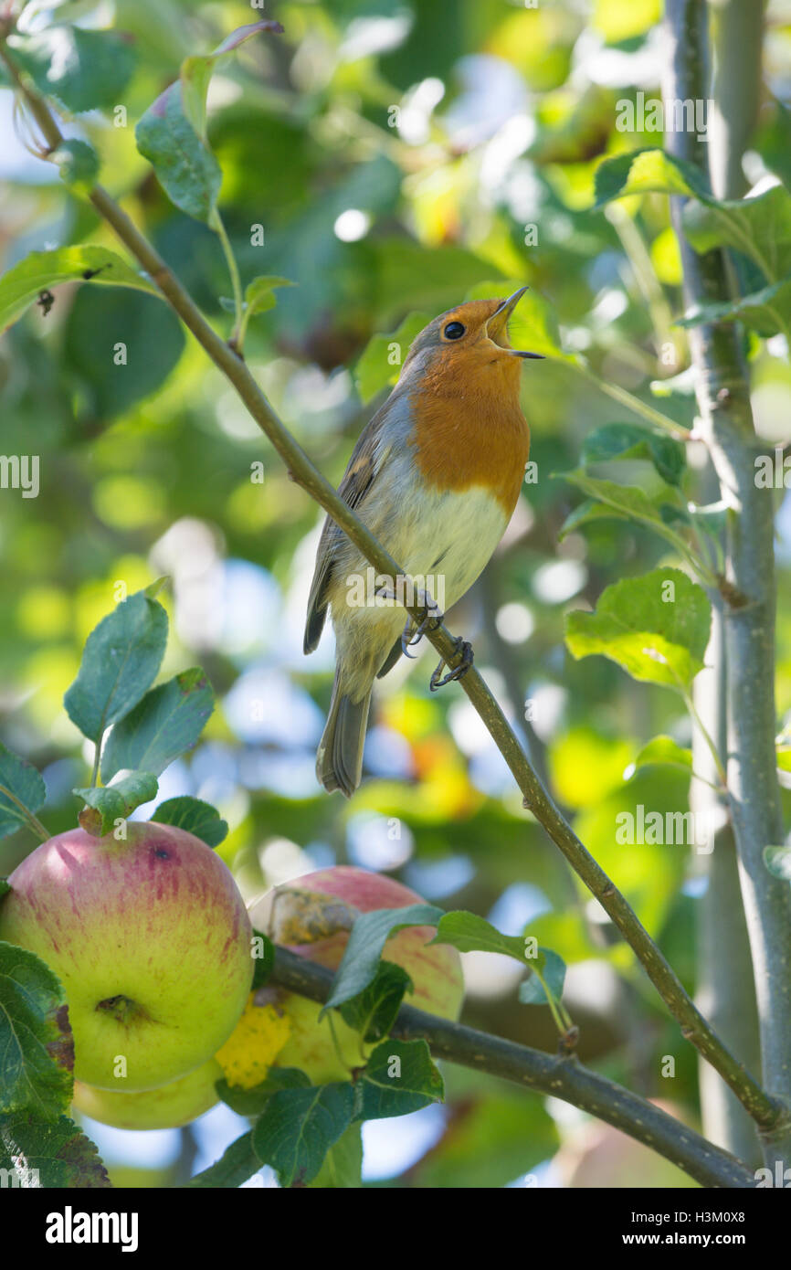 Robin, Erithacus rubecula, August, Sussex, UK. Apple tree Stock Photo ...