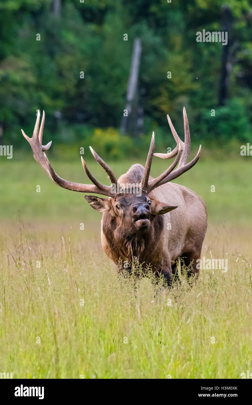Bull Elk Defends His Harem as the rut begins in Cataloochee Valley ...