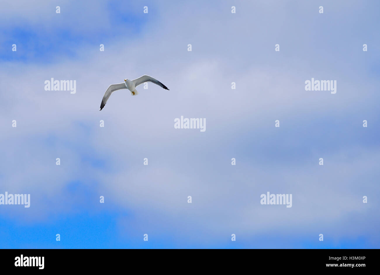 perfect seagull flying up into the sky Stock Photo - Alamy