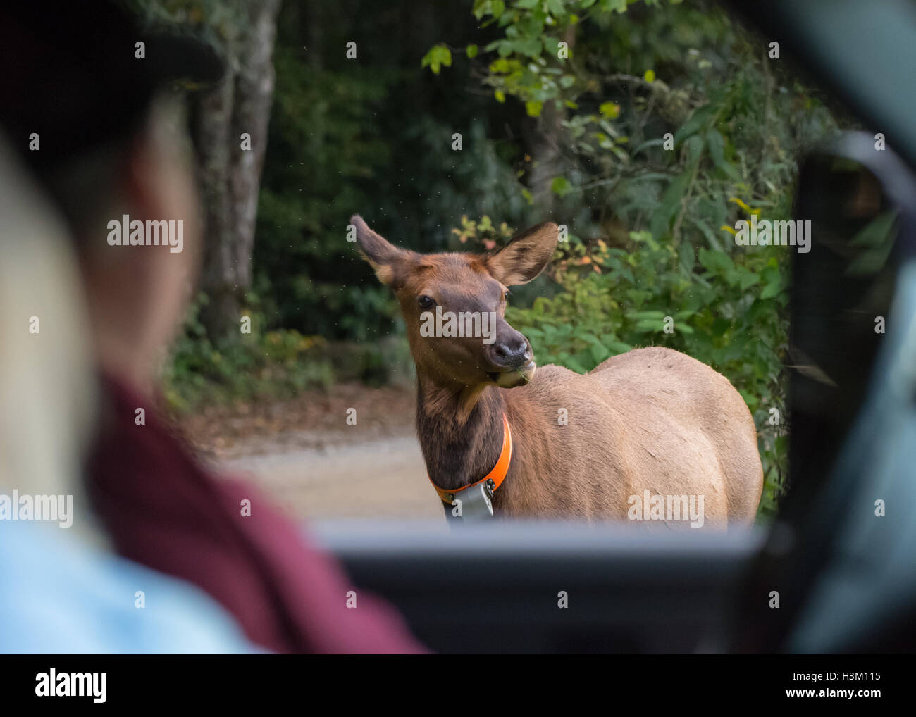 Tourist Safely Observe Elk Cow From Truck as the rut begins in ...
