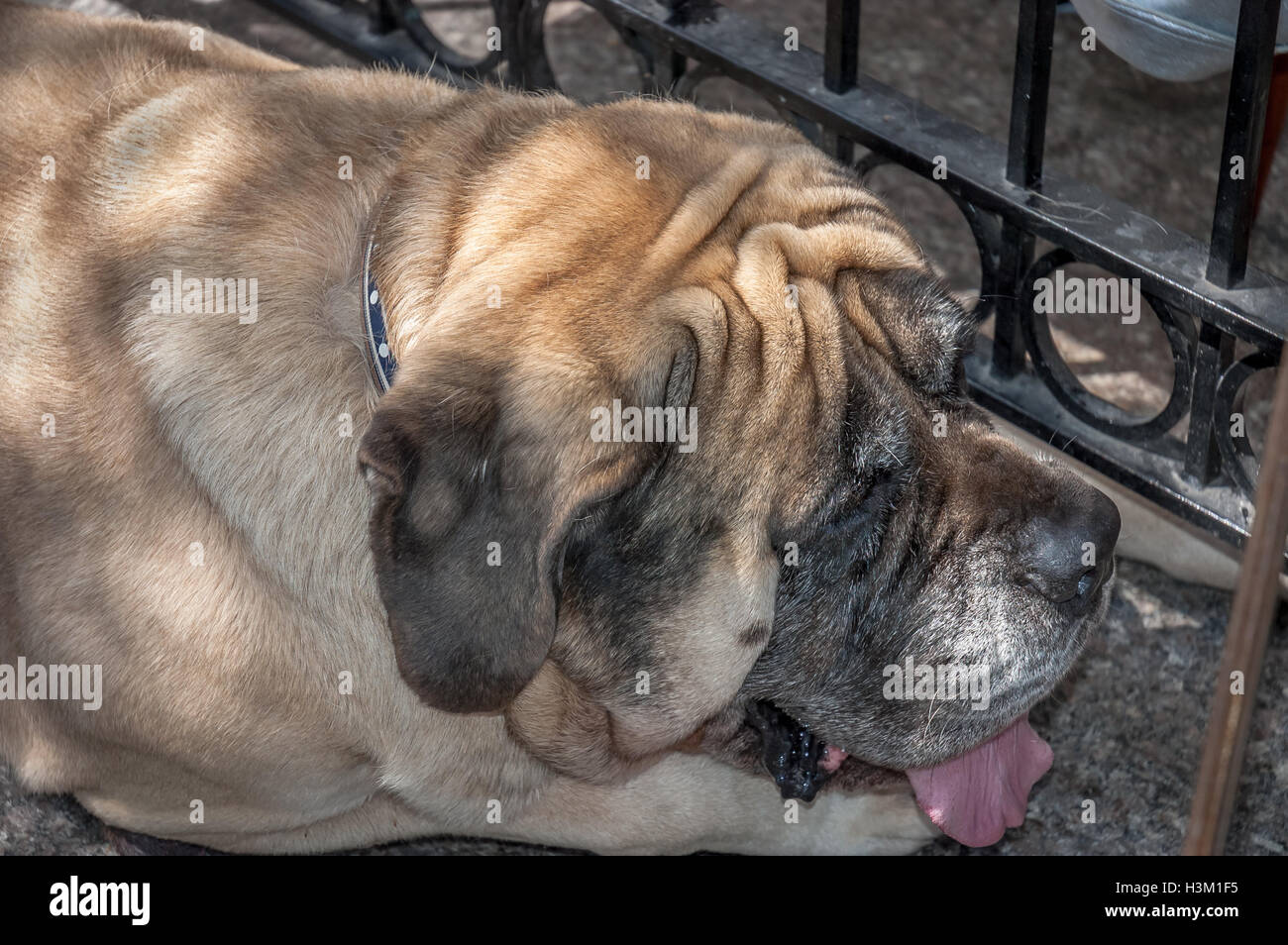 Pathetic dog hi-res stock photography and images - Alamy