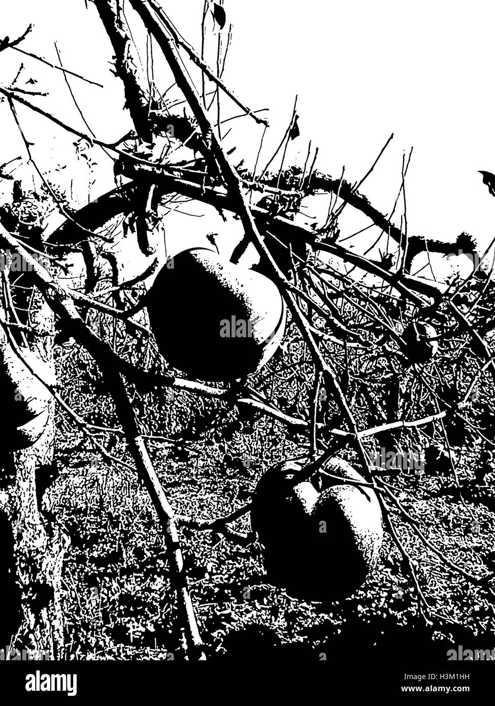 Apple orchard trees apples Black and White Stock Photos & Images - Alamy