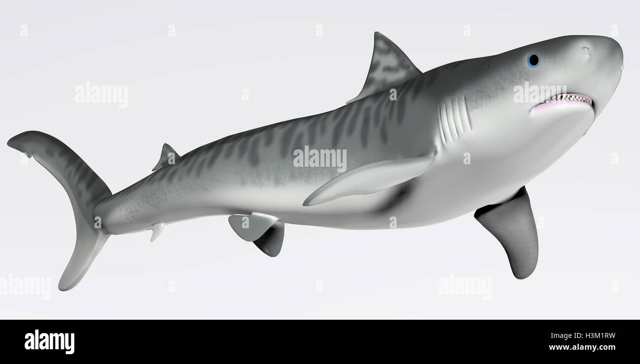 Shark profile hi-res stock photography and images - Alamy