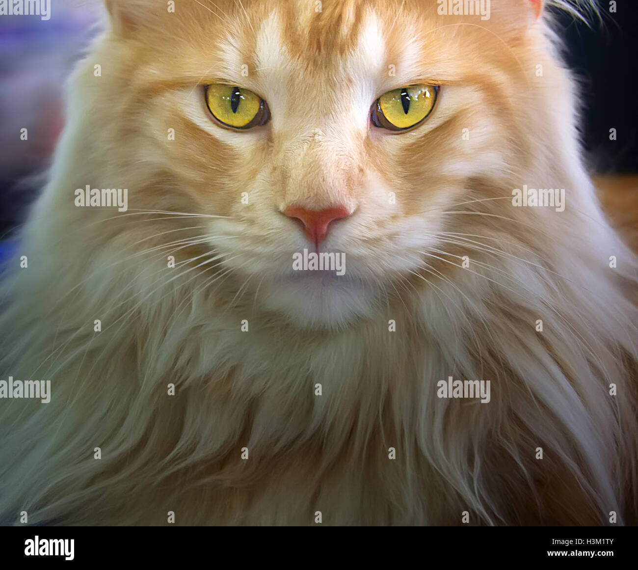 Portrait of a red cat breed Maine Coon Stock Photo - Alamy