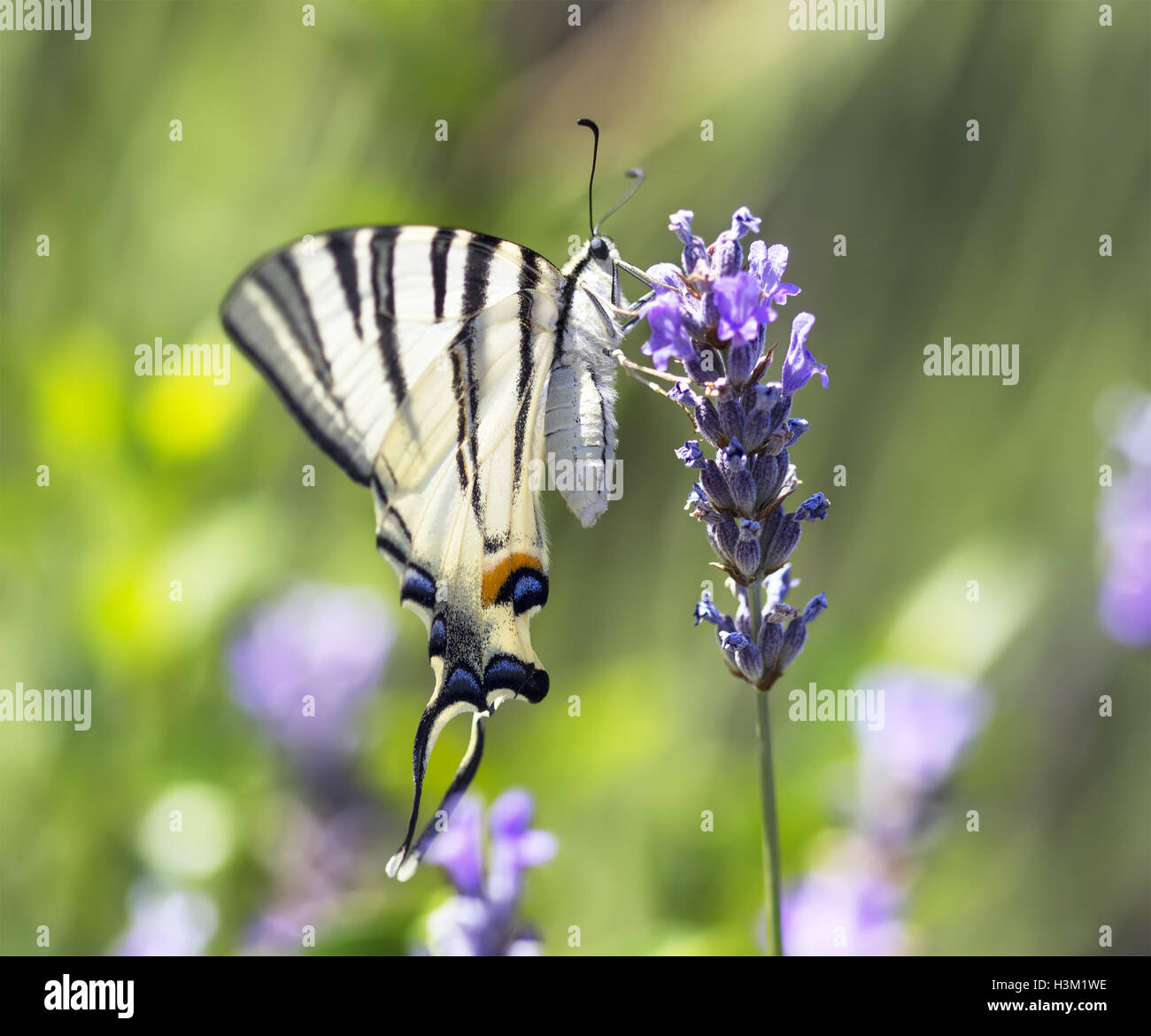 Butterfly on lavender with blue background hi-res stock photography and ...