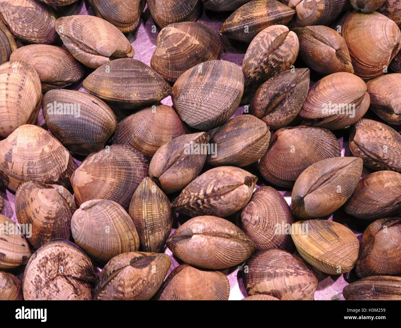 Short necked clam hi-res stock photography and images - Alamy