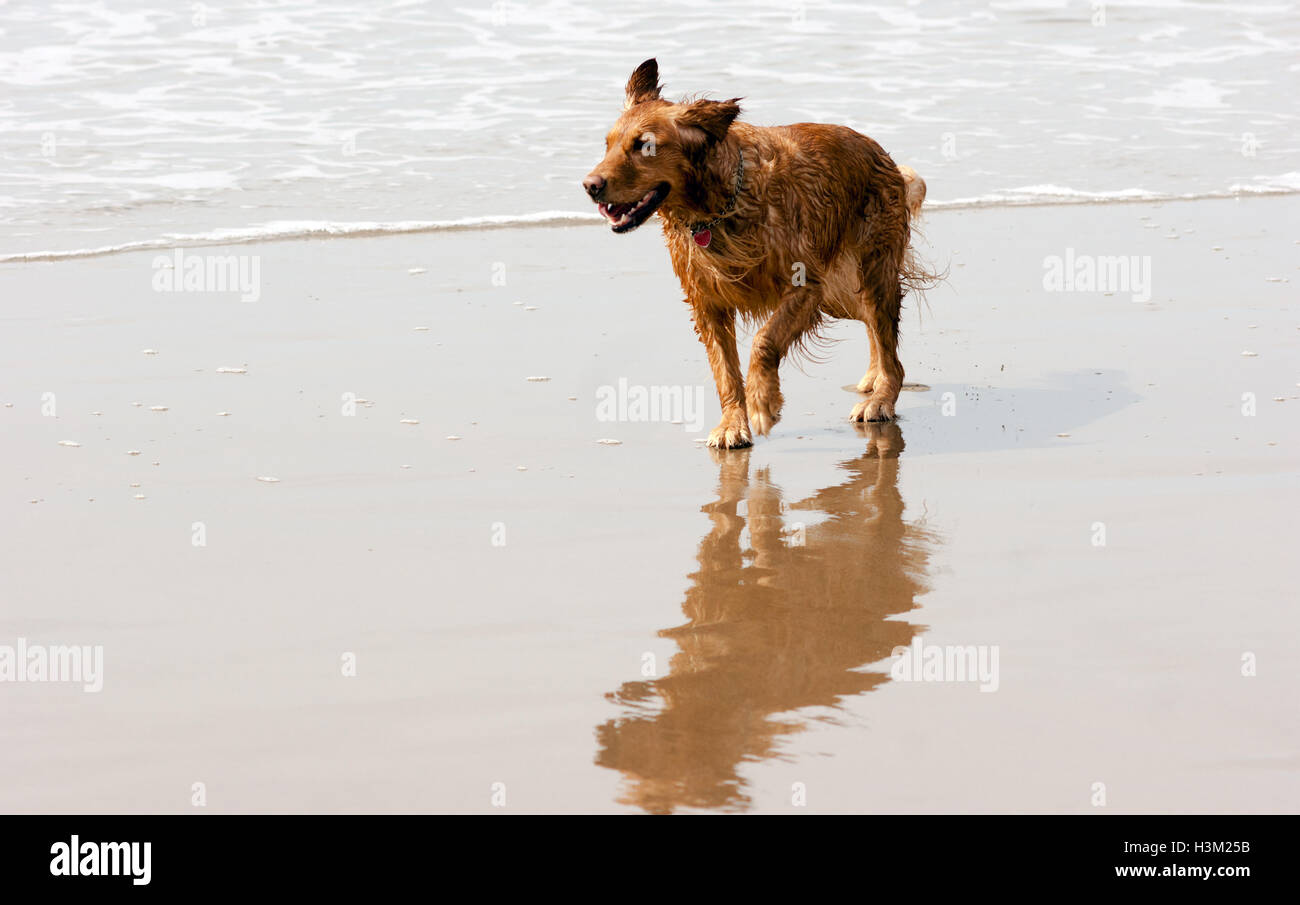 Irish Setter Golden Retriever Dog Running Ocean Surf Sandy Beach Stock ...
