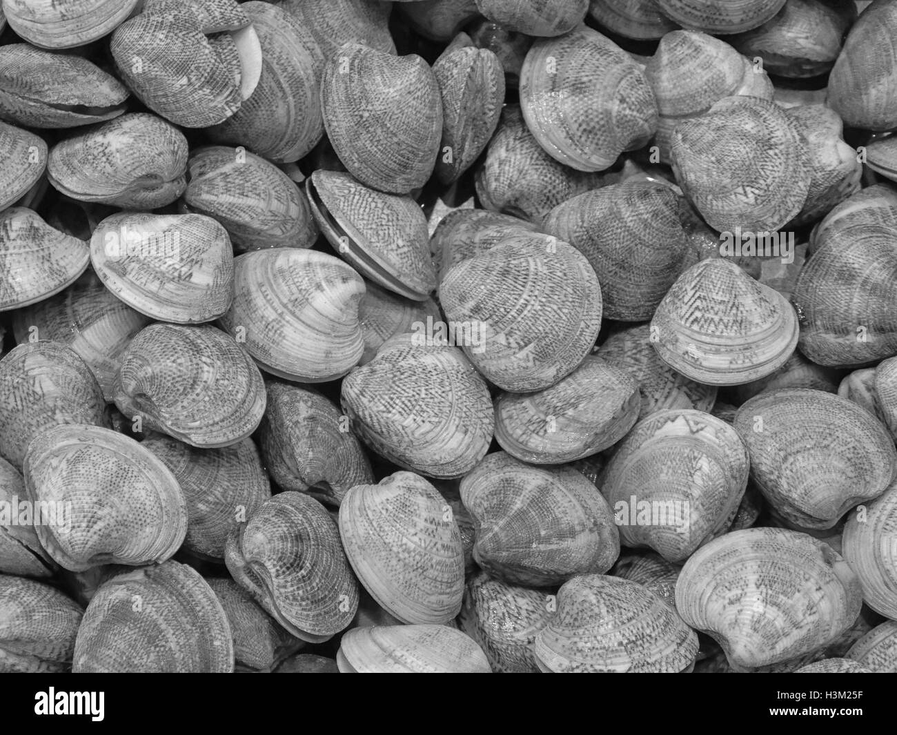 Clams with shell Black and White Stock Photos & Images - Alamy