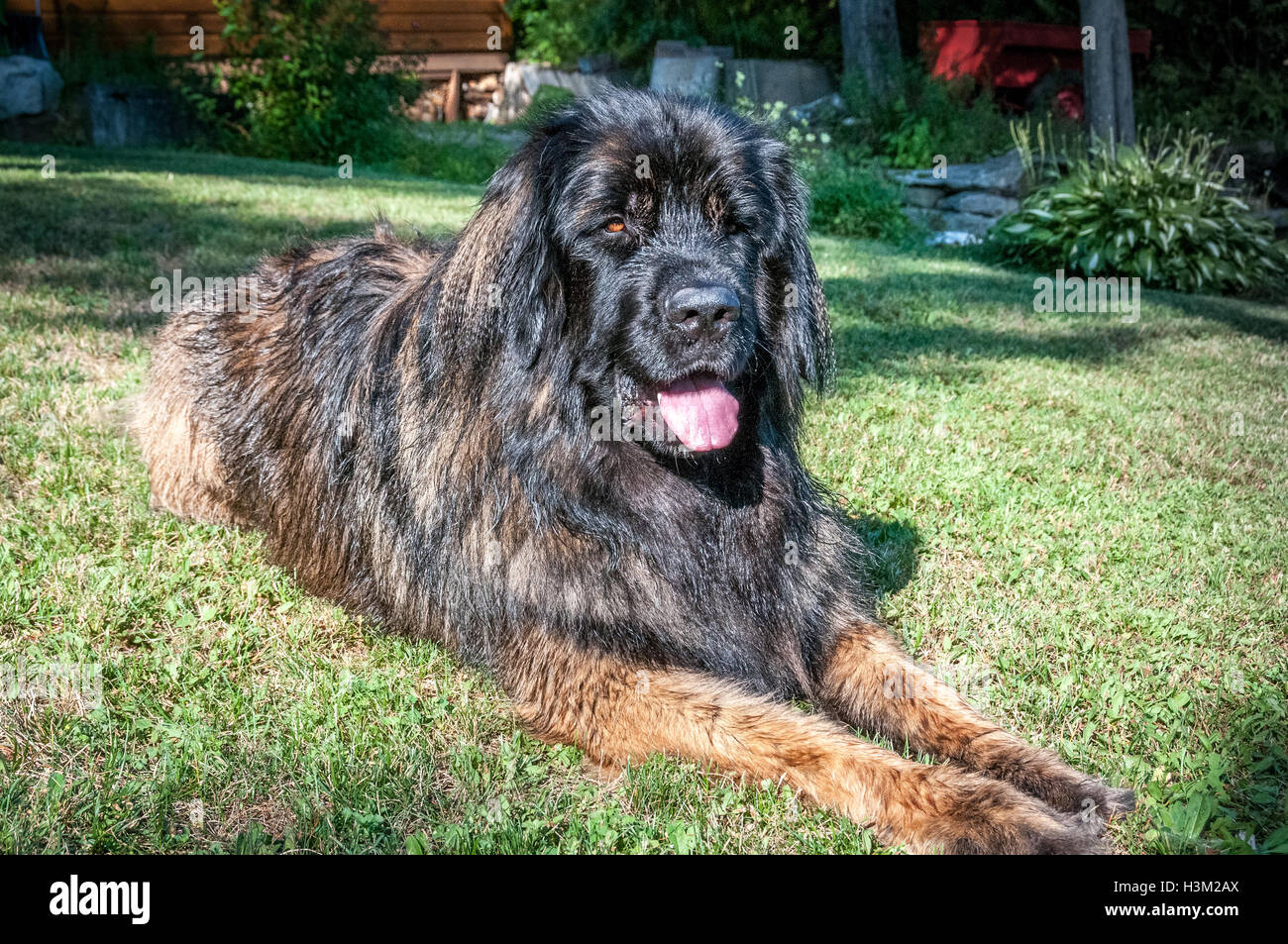 Leonberger hi-res stock photography and images - Alamy