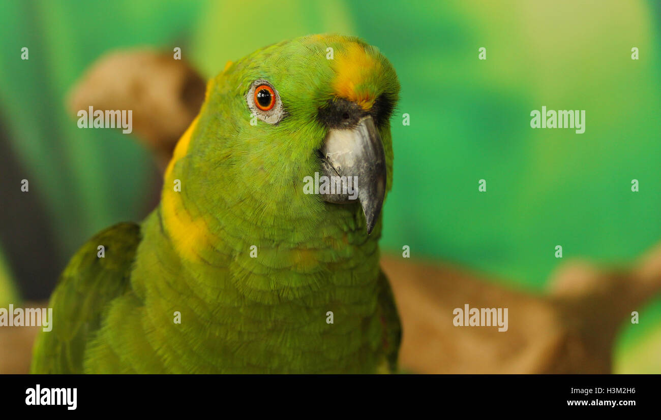 Yellow naped amazon parrot hi-res stock photography and images - Alamy