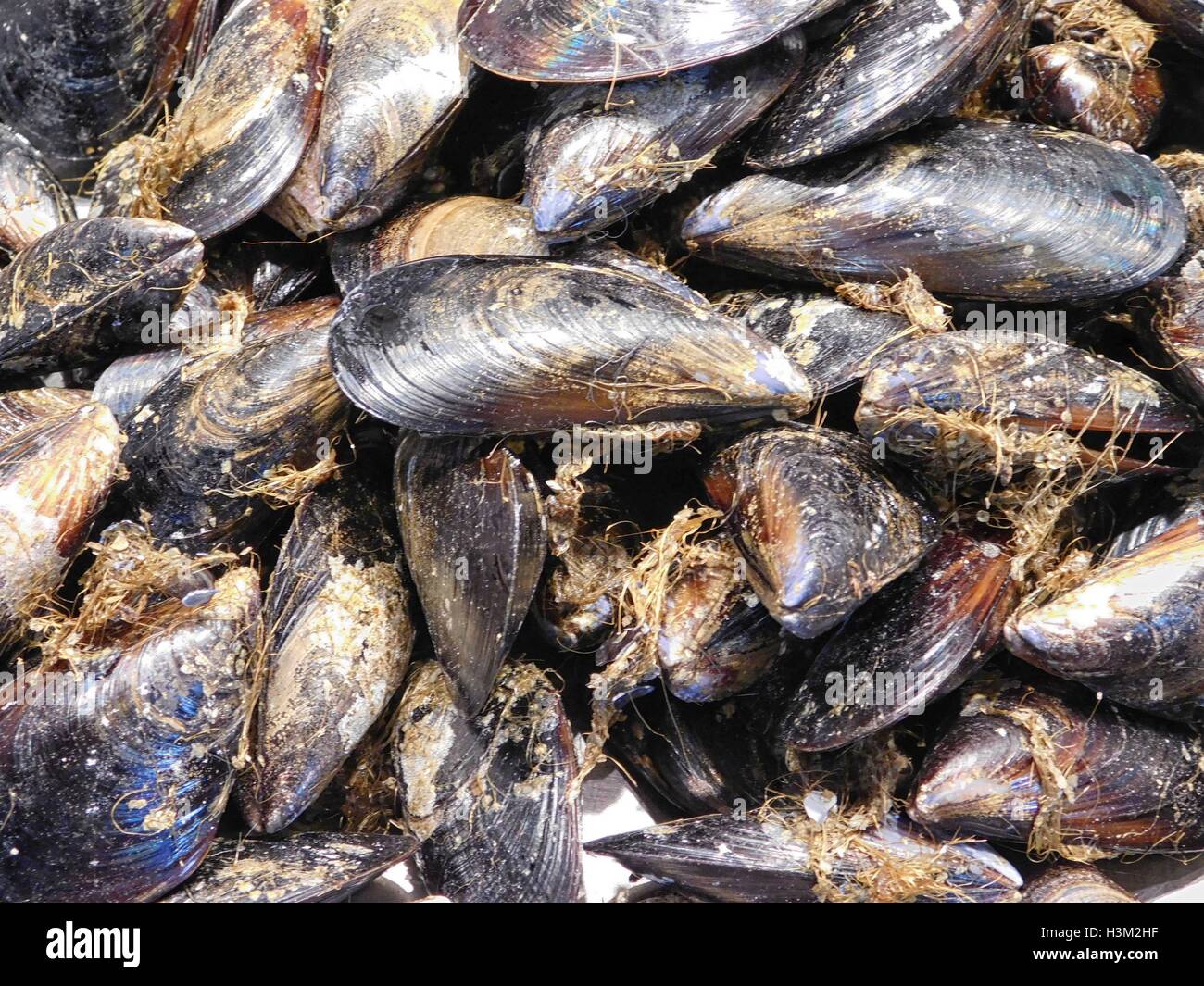 Mytilus trossulus hi-res stock photography and images - Alamy