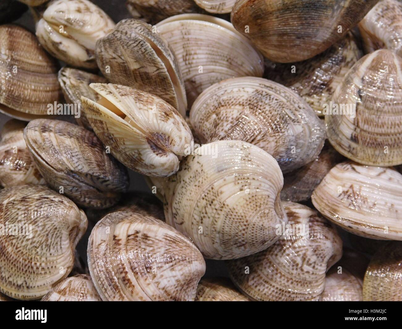Clamthai hi-res stock photography and images - Alamy