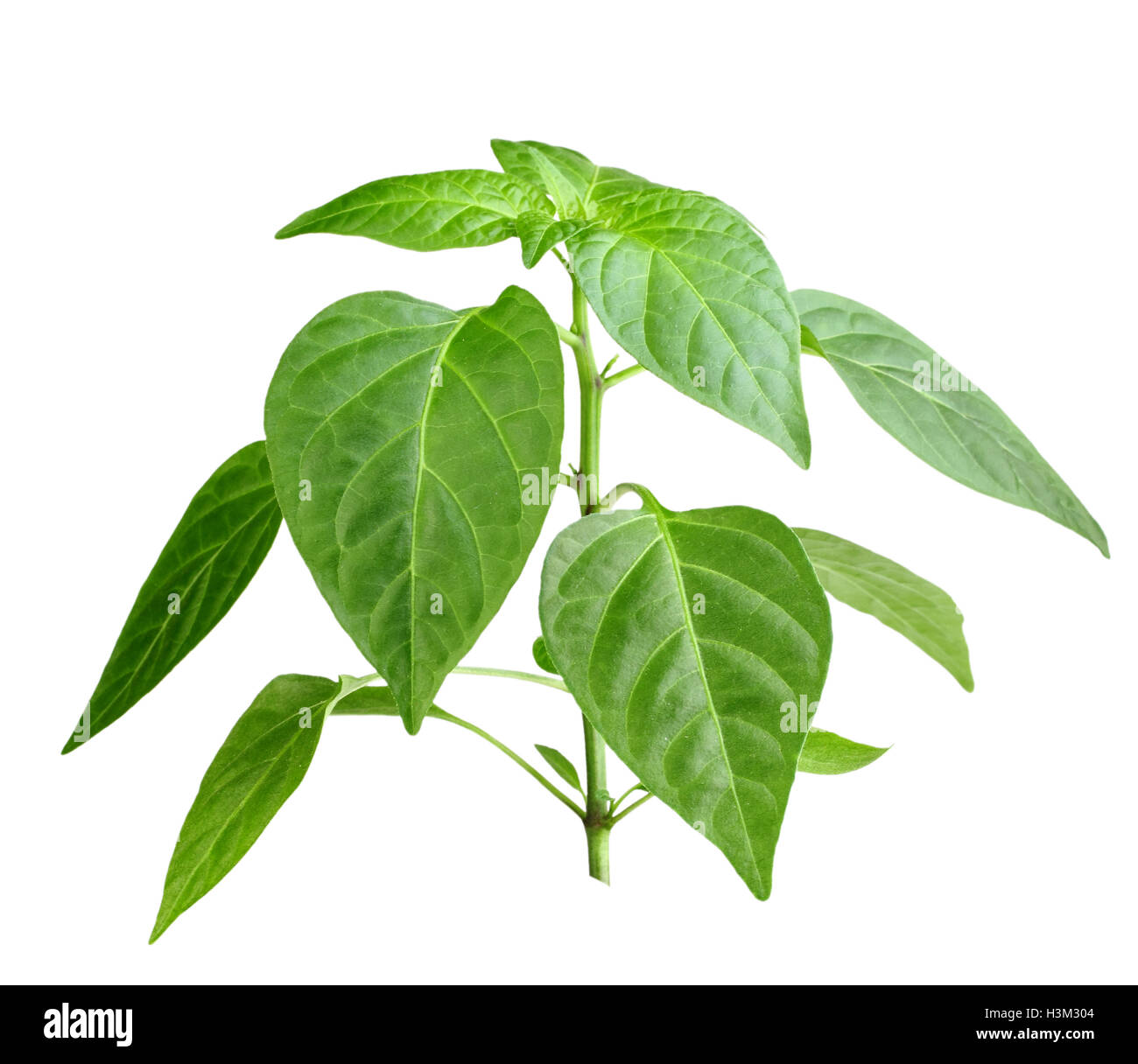 Chilli branch hi-res stock photography and images - Alamy