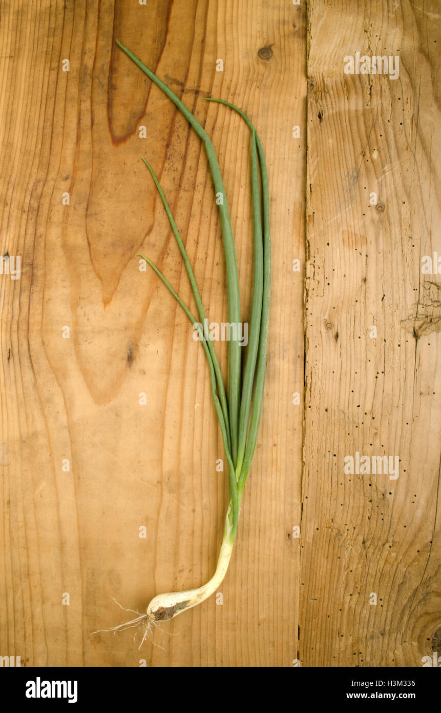 spring onion from the garden Stock Photo - Alamy