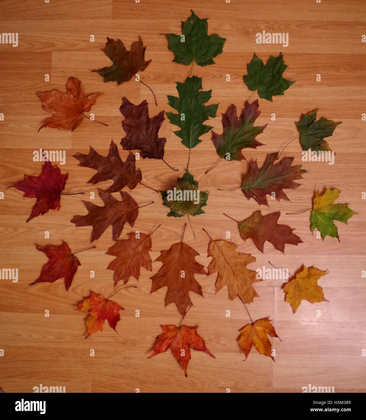 Autumn display of leafs to show the range of colors for the season ...
