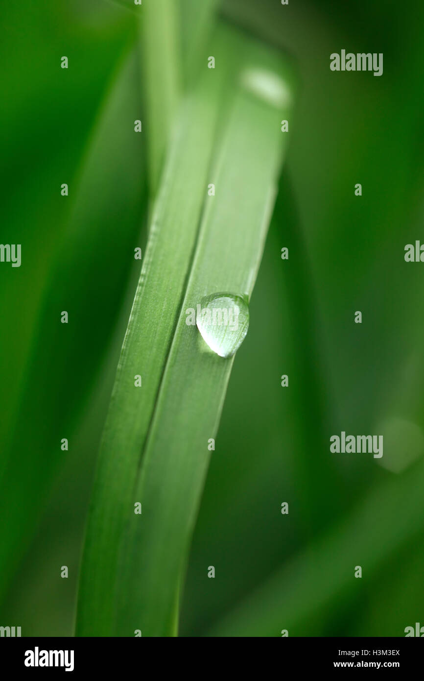 Dew On Grass Stock Photo - Alamy