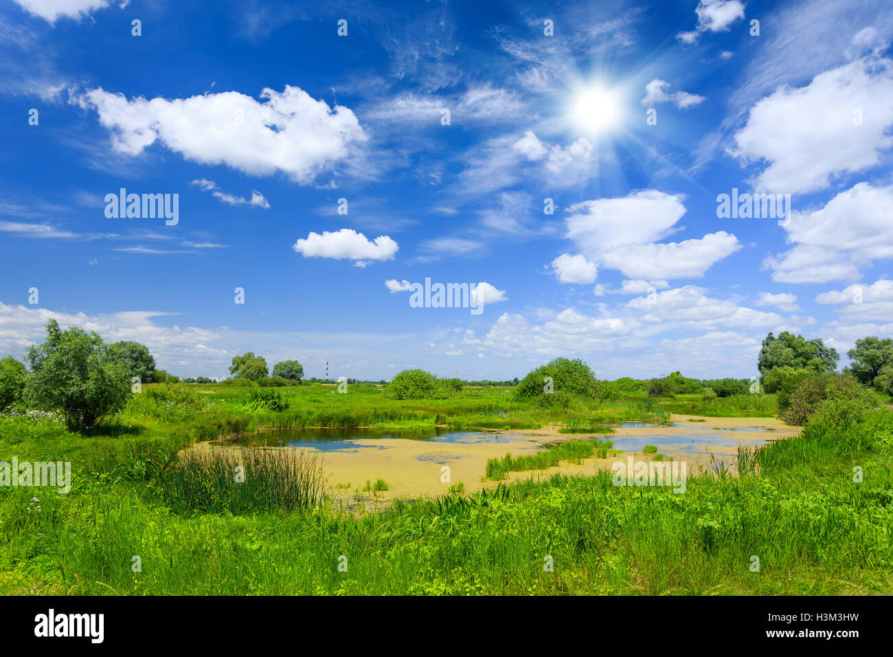 Meadow landscape in summer hi-res stock photography and images - Alamy