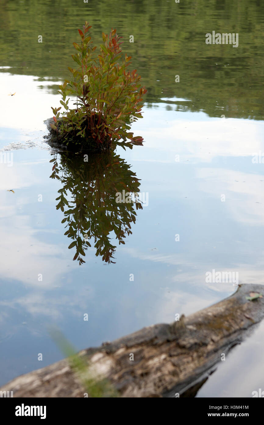 Plant growing in a river, from cut stem Stock Photo - Alamy